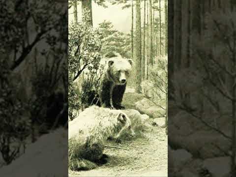 The Mexican Grizzly Bear! 🐻