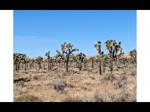 21 Feb 2025 - Joshua Tree National Park