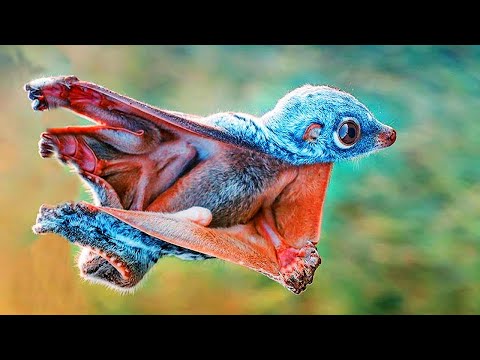 Weird and Wonderful Animal Adaptations
