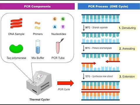 How to make PCR reaction mixture and run PCR