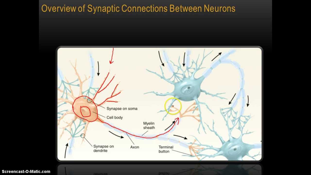 Physiology of Memory (Part 1)