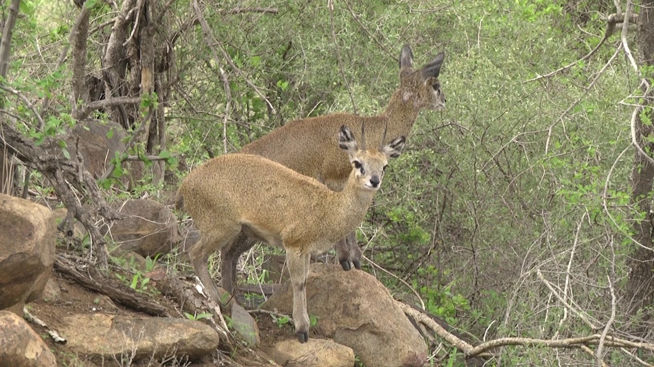 This Klipspringer antelope male is being bothered by flies