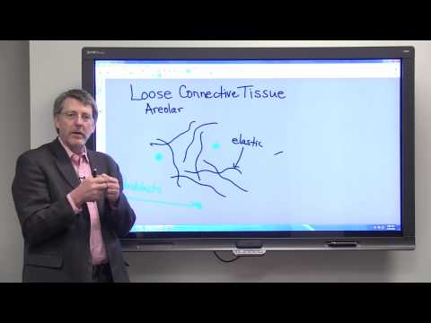 Loose Connective Tissue