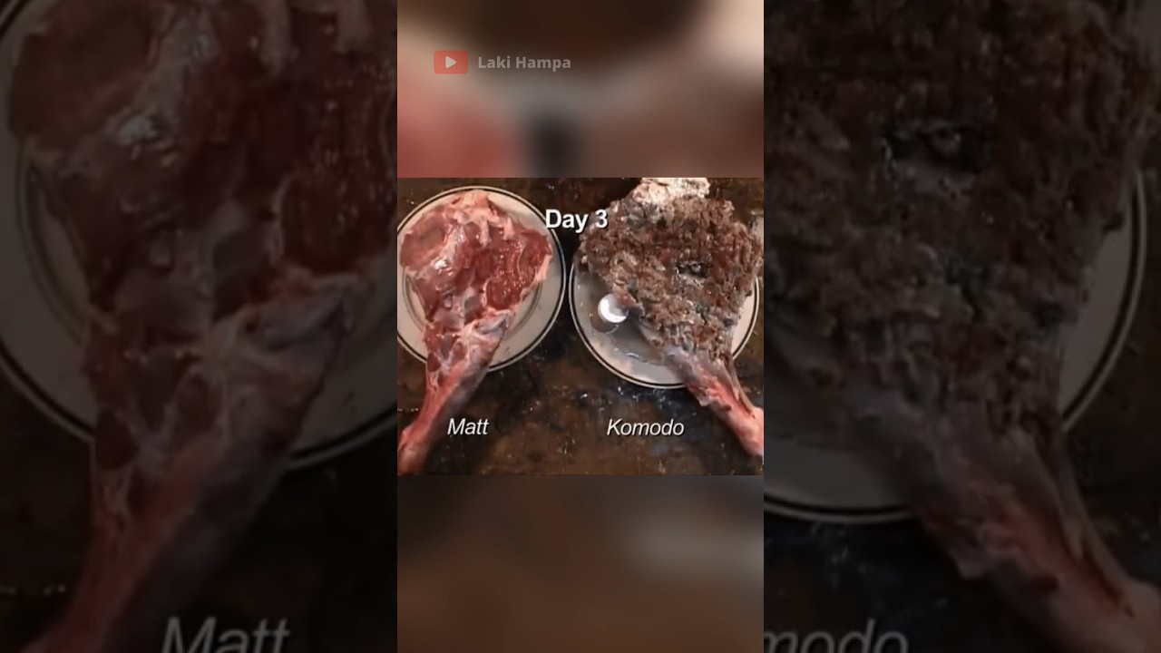 Interesting Facts About the Deadly Komodo Dragon's Venom