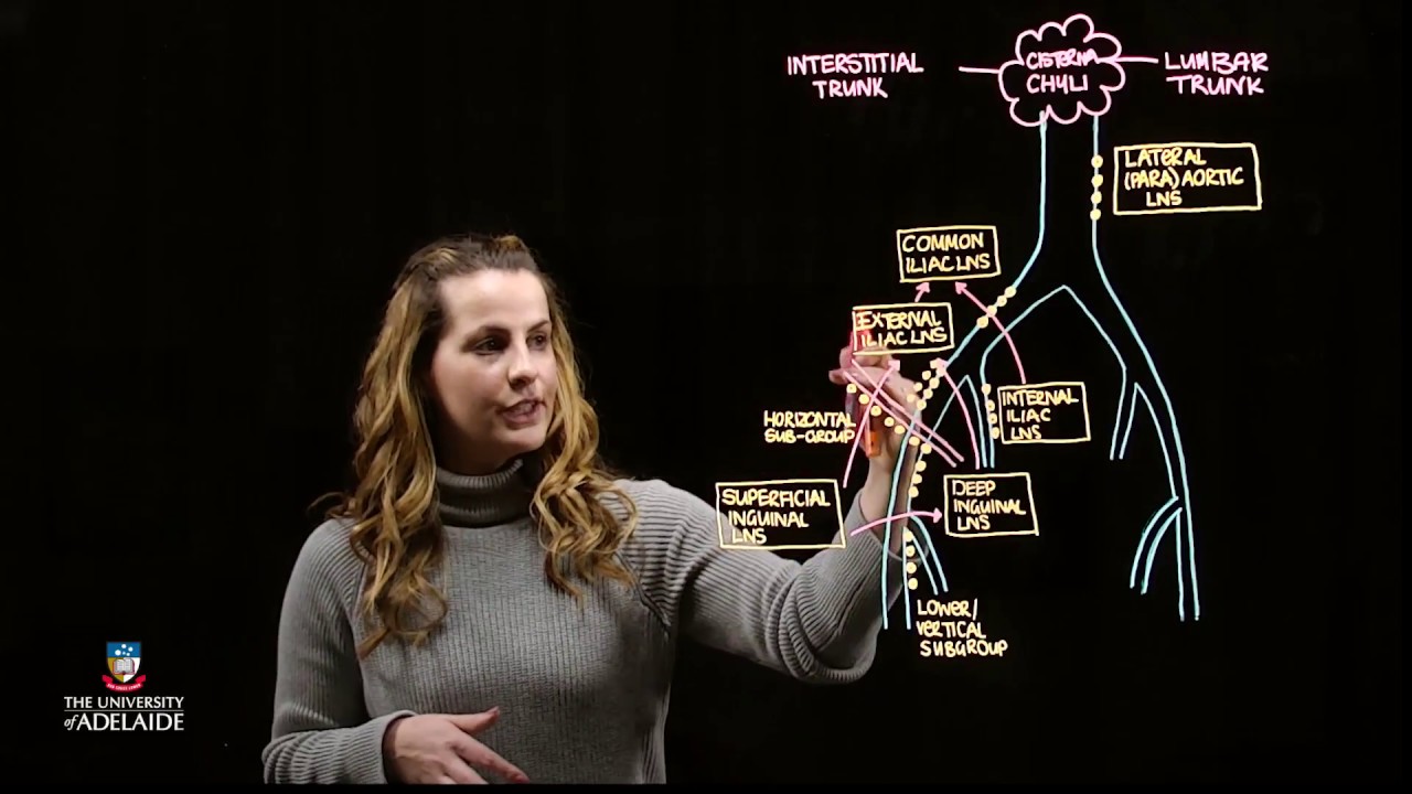 Lymphatic Drainage of the Pelvis Lightboard