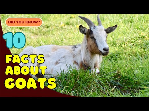 10 Fascinating Facts About Goats! 🐐