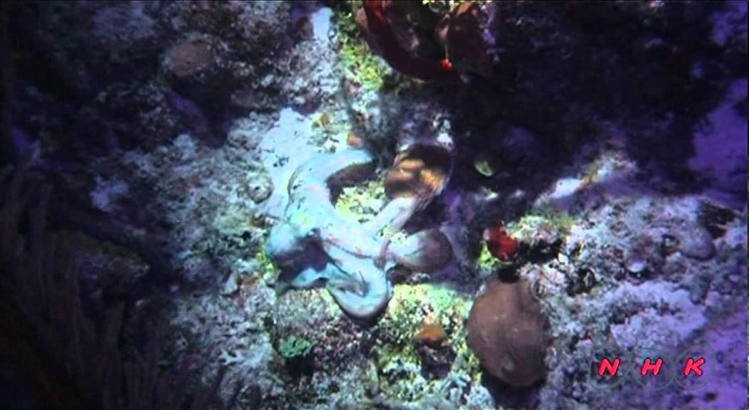 Belize Barrier Reef Reserve System (UNESCO/NHK)