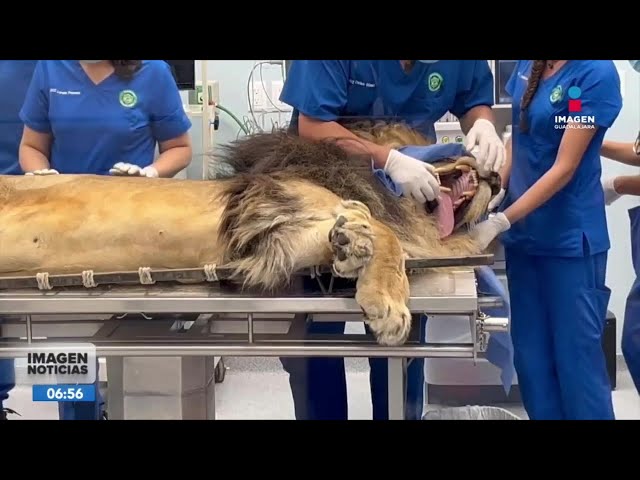 CIMBA, una ventana al corazón del Zoológico Guadalajara