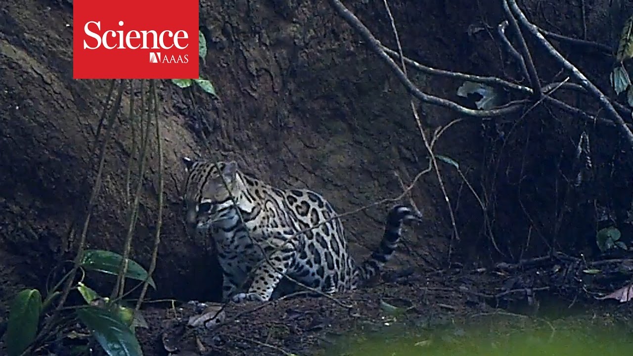 Ocelot message boards