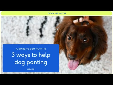 Why Is My Dog Panting? How to Support Your Panting Pup