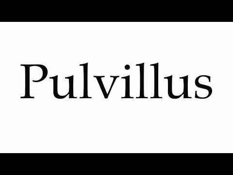 How to Pronounce Pulvillus
