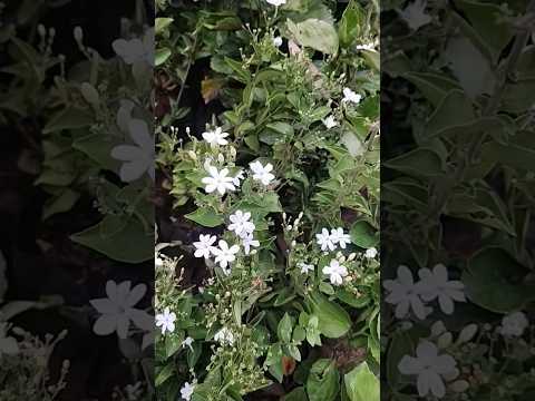 juhi/ jasmine flower plant #shortsvideo #gogreen #like #subscribe
