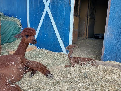 Welcome, Luna! | Sol Homestead LLC