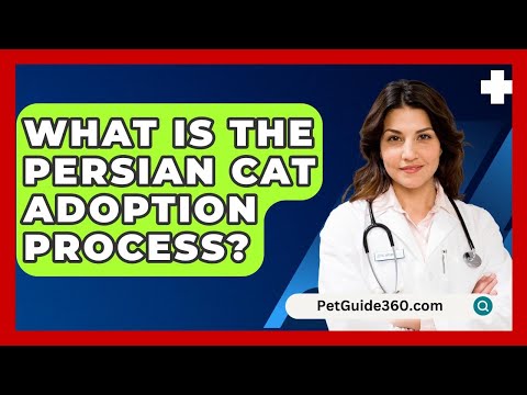 What Is The Persian Cat Adoption Process? - PetGuide360.com