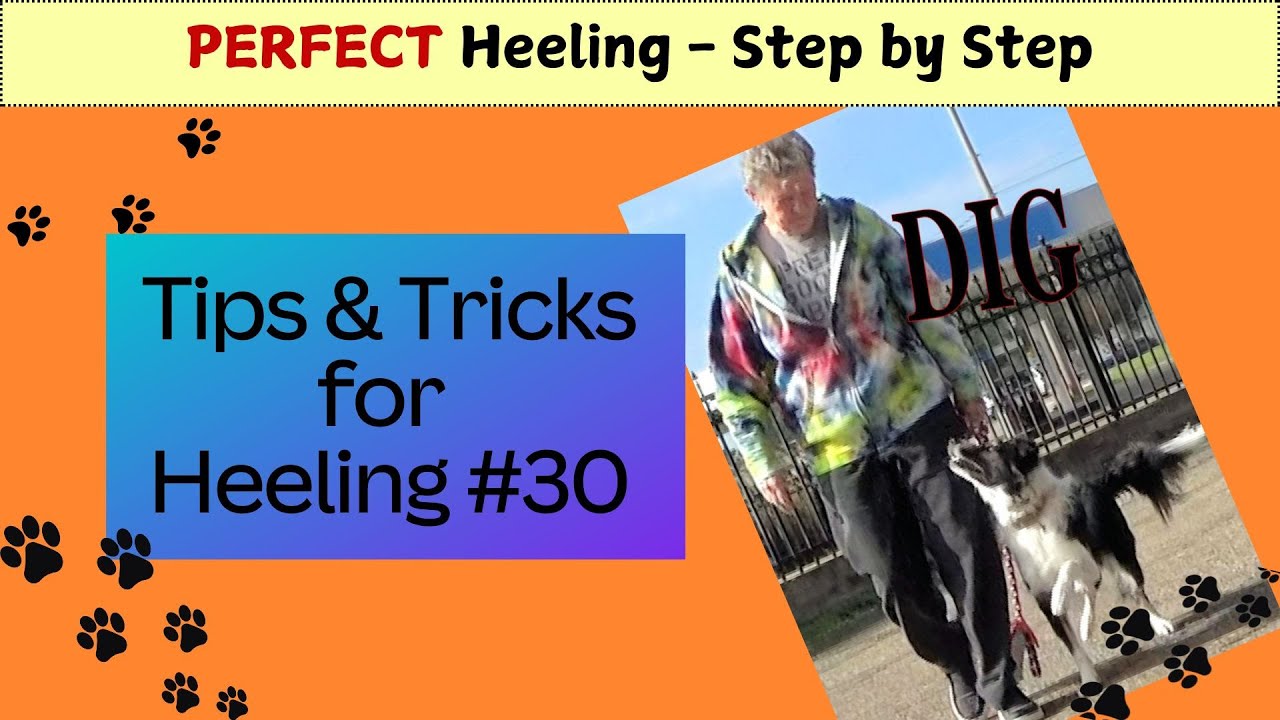 Heeling Tips & Tricks #30 - DIG - Distraction Initiate GAMES! - Perfect ...
