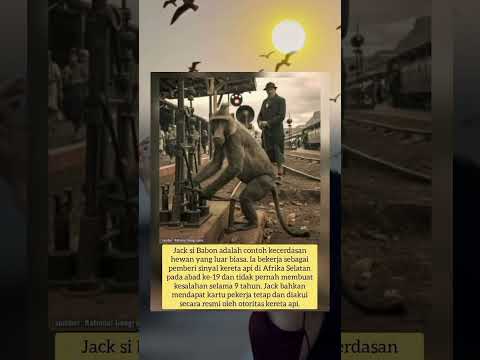 jack babon contoh adalah contoh kecerdasan hewan yg luar biasa #trending #hewan #short #viralvideo