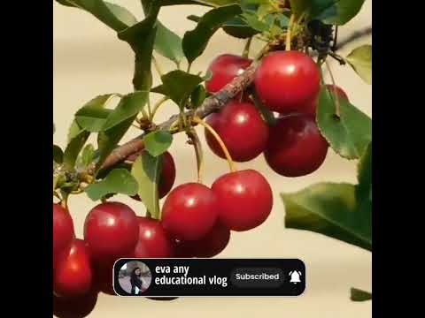 cherry | cherry benifits in Hindi |#2023 | #youtube