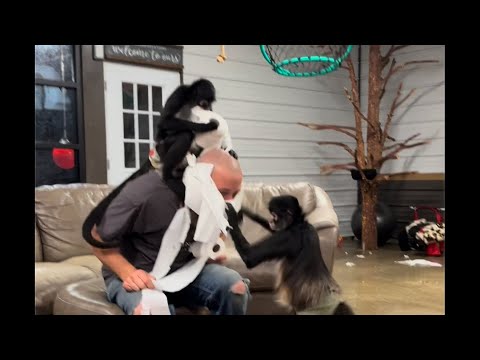 Sometimes the simplest gifts for the monkeys can be the most entertaining 🤣 #monkeys