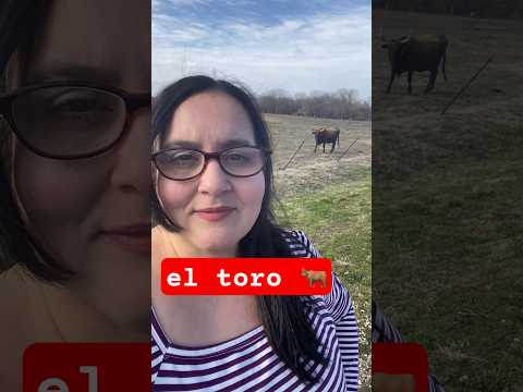 Learn Spanish! 🐂 el toro (bull) #easyspanish #spanishforbeginners #learnspanish