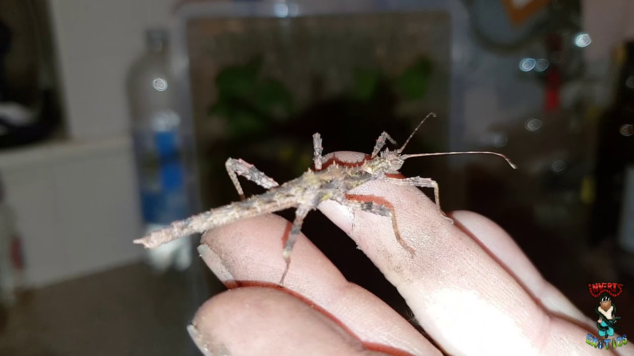 Thorny Stick Insects - New Additions