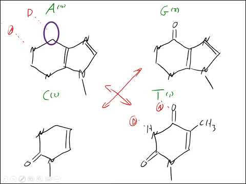 Memorize the DNA Nucleobases in Under 8 Minutes