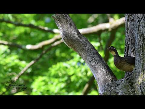 Female Wood Duck