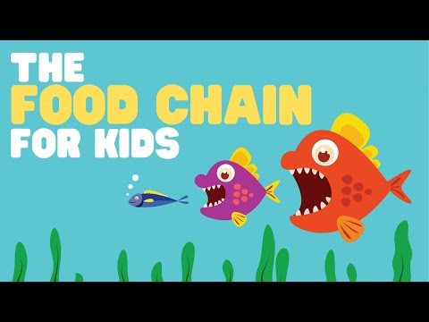 The Food Chain for Kids | What is a food chain? | Come learn about producers, consumers and more!