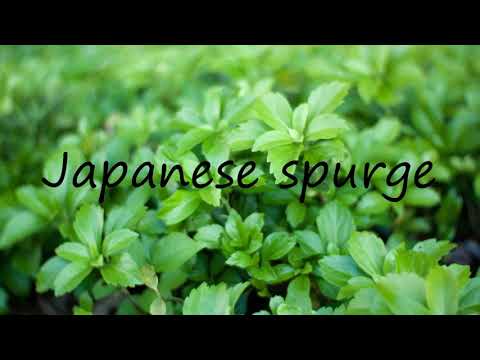 How to Pronounce Japanese spurge?