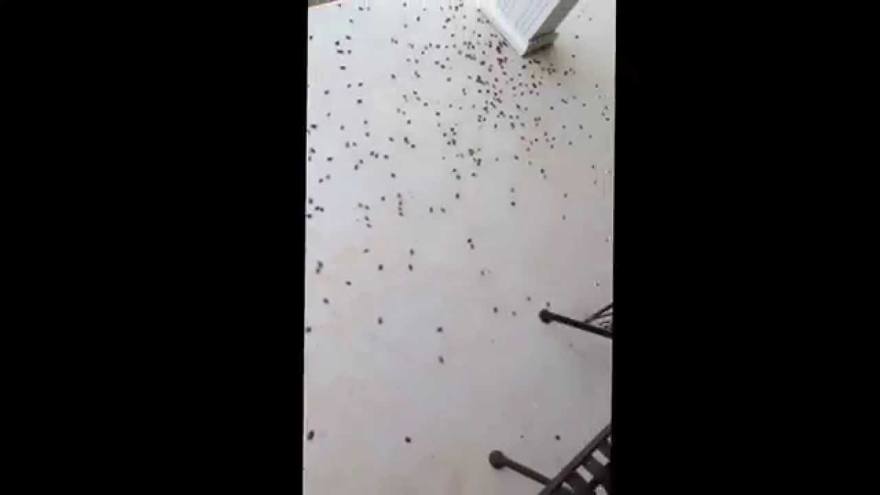 Sweeping the eves, Scout Pest Control, Huntsville AL