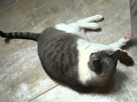 Steam Community :: Video :: Phobos the cat getting high on his hedgehog ...