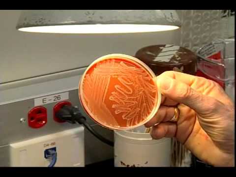 A tour of the Microbiology Lab - Section one