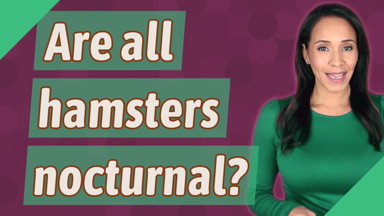 Are all hamsters nocturnal?