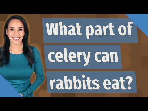 What part of celery can rabbits eat?