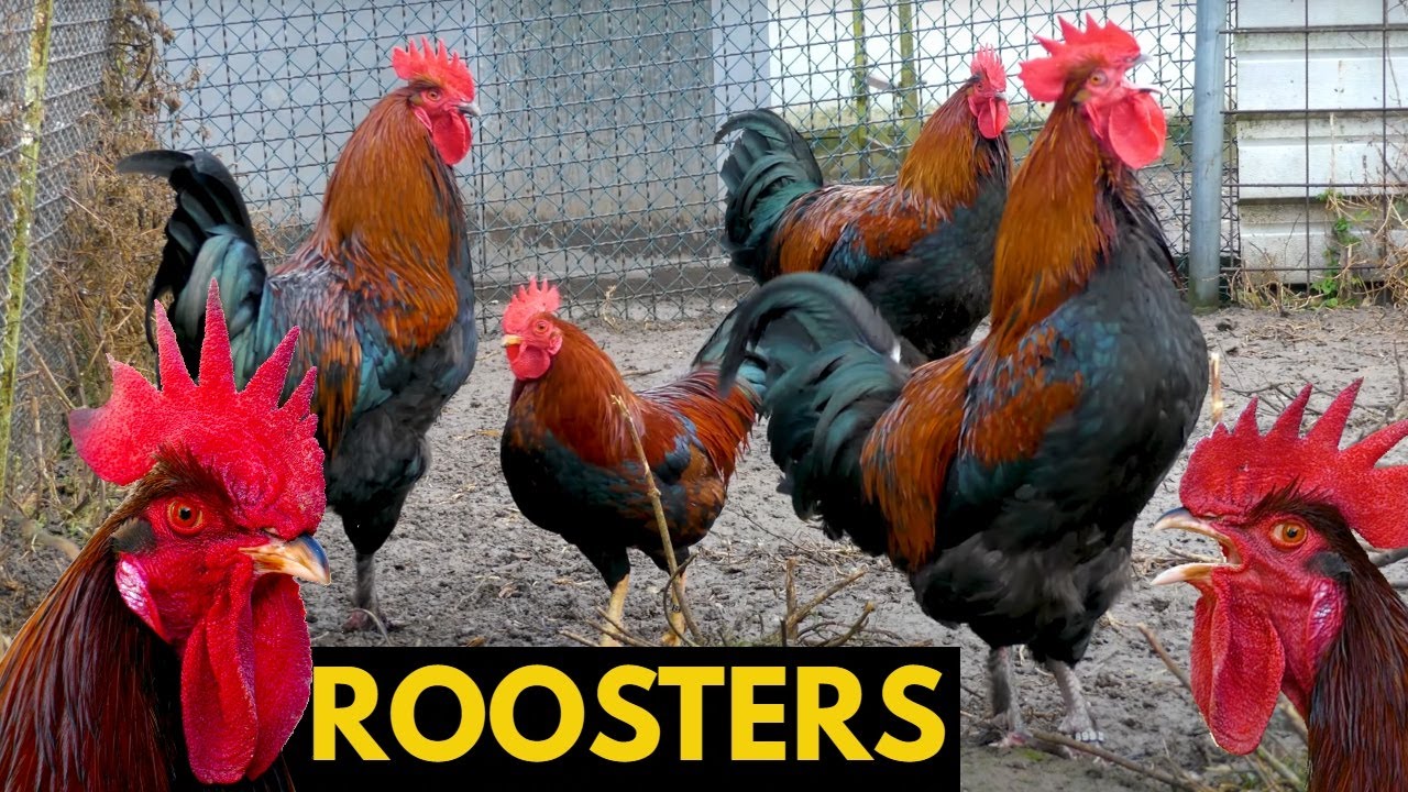 IT'S CROW TIME! Comparison of different chicken breeds roosters crowing - A BIG COMPILATION