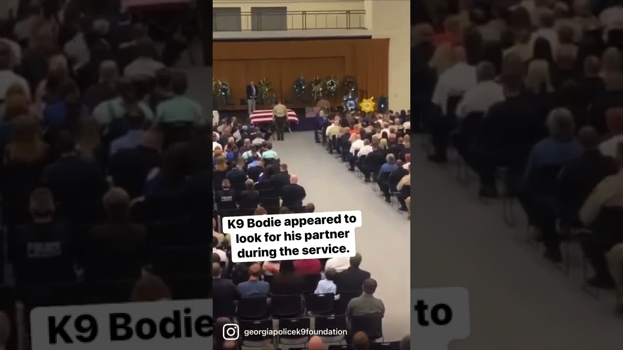 K9 Bodie saying goodbye to his partner