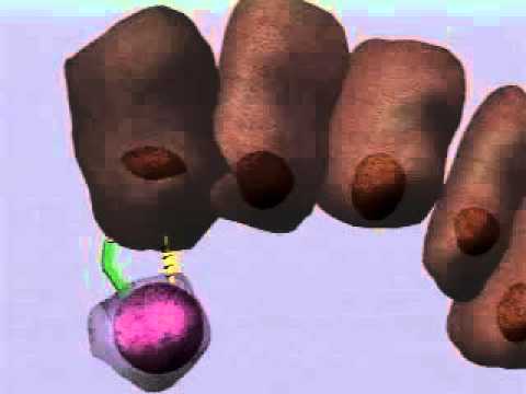 How t cells work