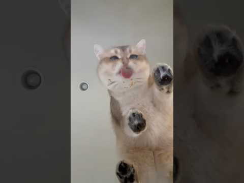 Is it #dinner time yet? 😋 #funny #shorts #funnyvideo #cat #pets #catshorts #food #cute #catlover