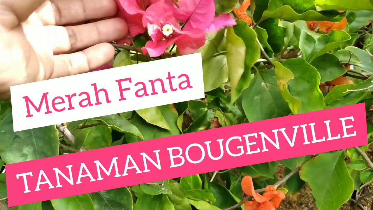 Tukang Taman Jual Tanaman Bougenville Bunga Merah Fanta|Mengenal Tanaman Hias Episode 30