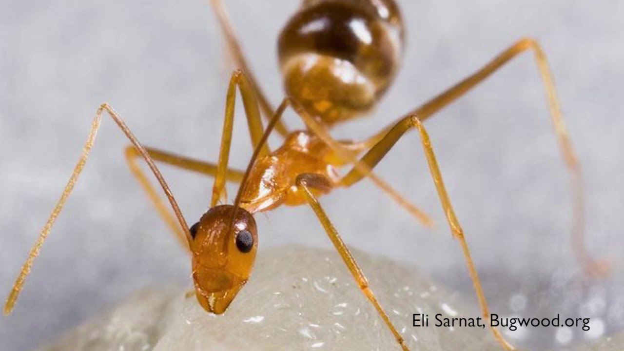 How to Get Rid of Sugar Ants - DIY Pest Control