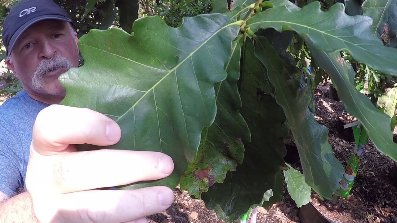 #TreeTipTuesday - Quercus Bicolor