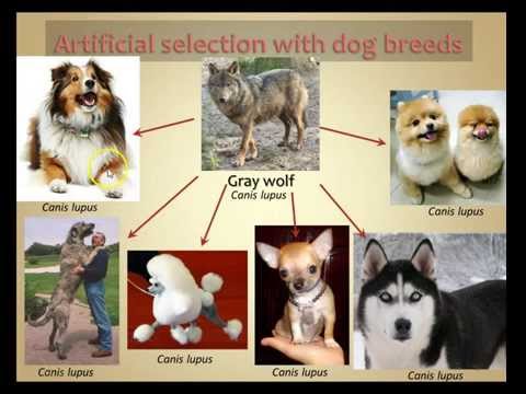 Target B2.1: Artificial Selection