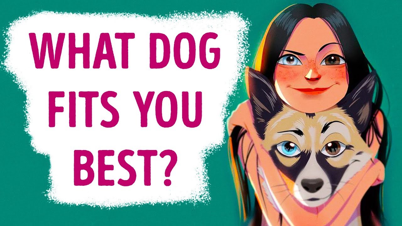 This Test Will Reveal Which Dog Breed Best Suits You