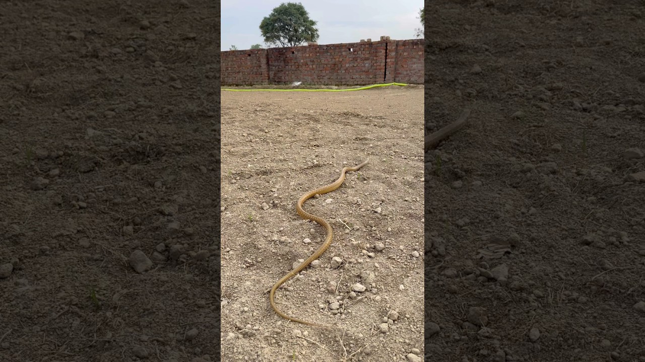 #snakevideo #snakebite #viral #ratsnake ​#wildlife #animals #snake ​⁠ ⁠@chitransh_Bhai2.0  #shorts