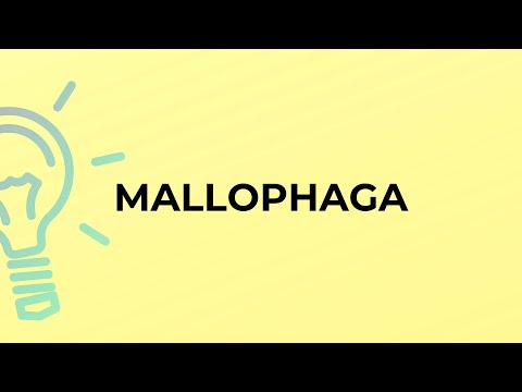 What is the meaning of the word MALLOPHAGA?