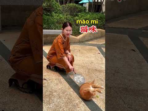 Cat in Chinese #mandarin #China #Chinese