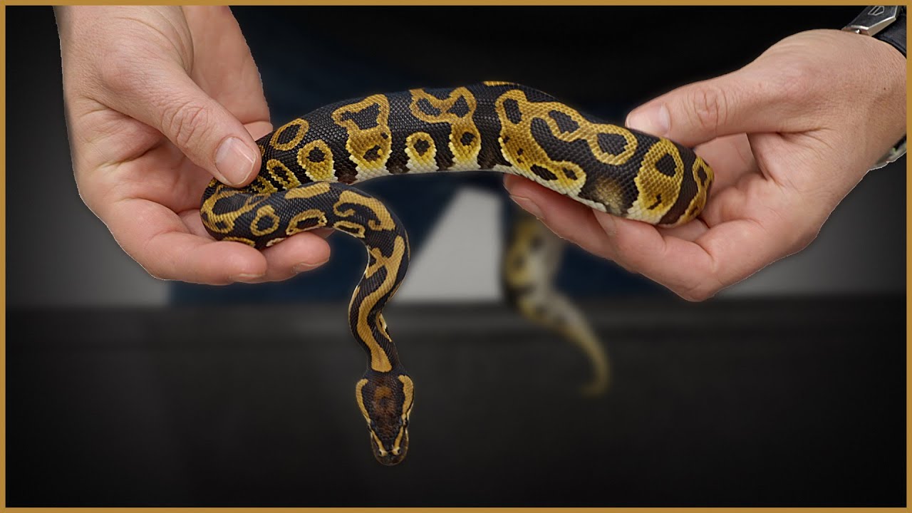 How to ID Leopard in Ball Pythons!