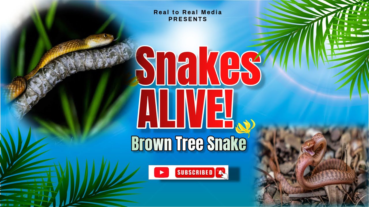 Brown Tree Snake (Boiga Irregularis)