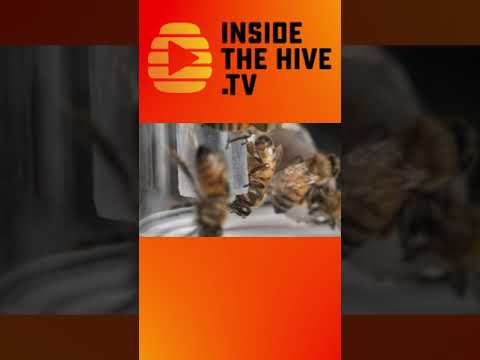 The first HONEY BEE genetic trait found to fight Varroa mites #shorts