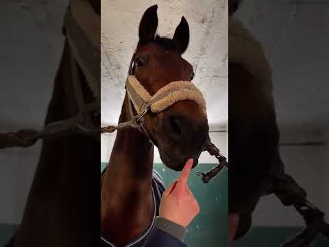 What's the name of your horse? πβ a: Paola π΄β #royalhorsemen #equestrian #horses