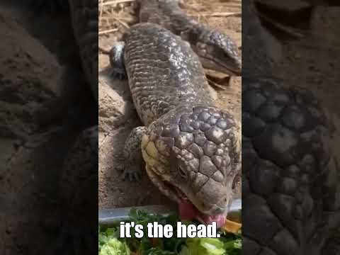Shingleback Skinks: One Minute Animal Facts